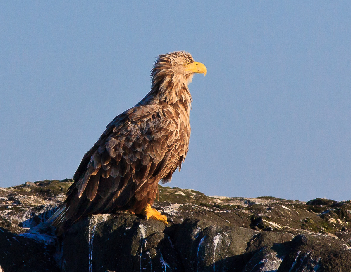 Isle of Mull Cottages Eagles on the Isle of Mull: 5 Ways to See Them ...