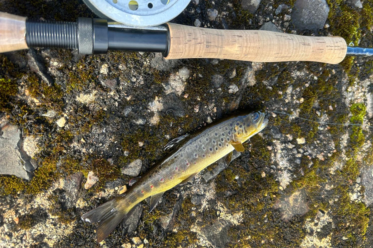 Isle of Mull Cottages Fishing on Mull: Local Sea Fishing & Freshwater ...