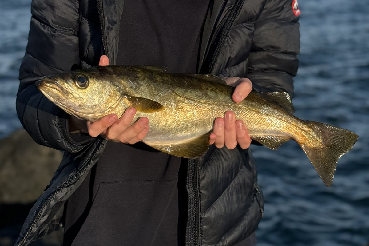 Isle of Mull Cottages Fishing on Mull: Local Sea Fishing & Freshwater ...