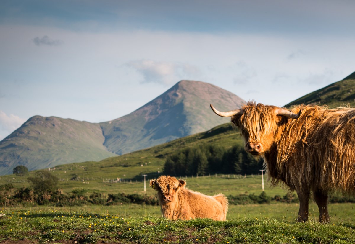 Isle of Mull Wildlife Species and Habitats Guide
